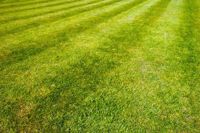 Step-By-Step Guide: How to Stripe a Lawn With a Push Mower - Mowing.Expert